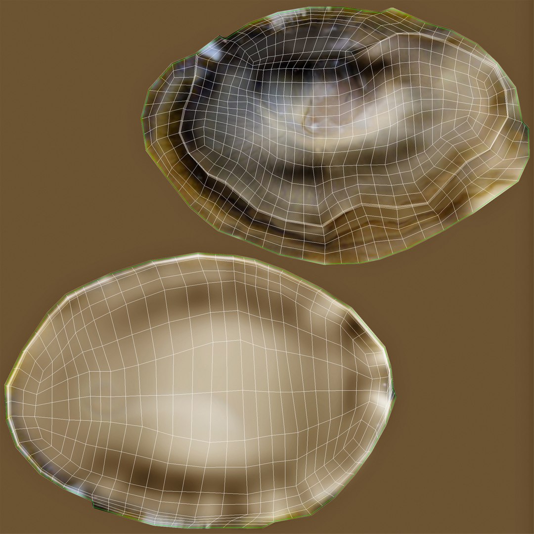oyster modeled model