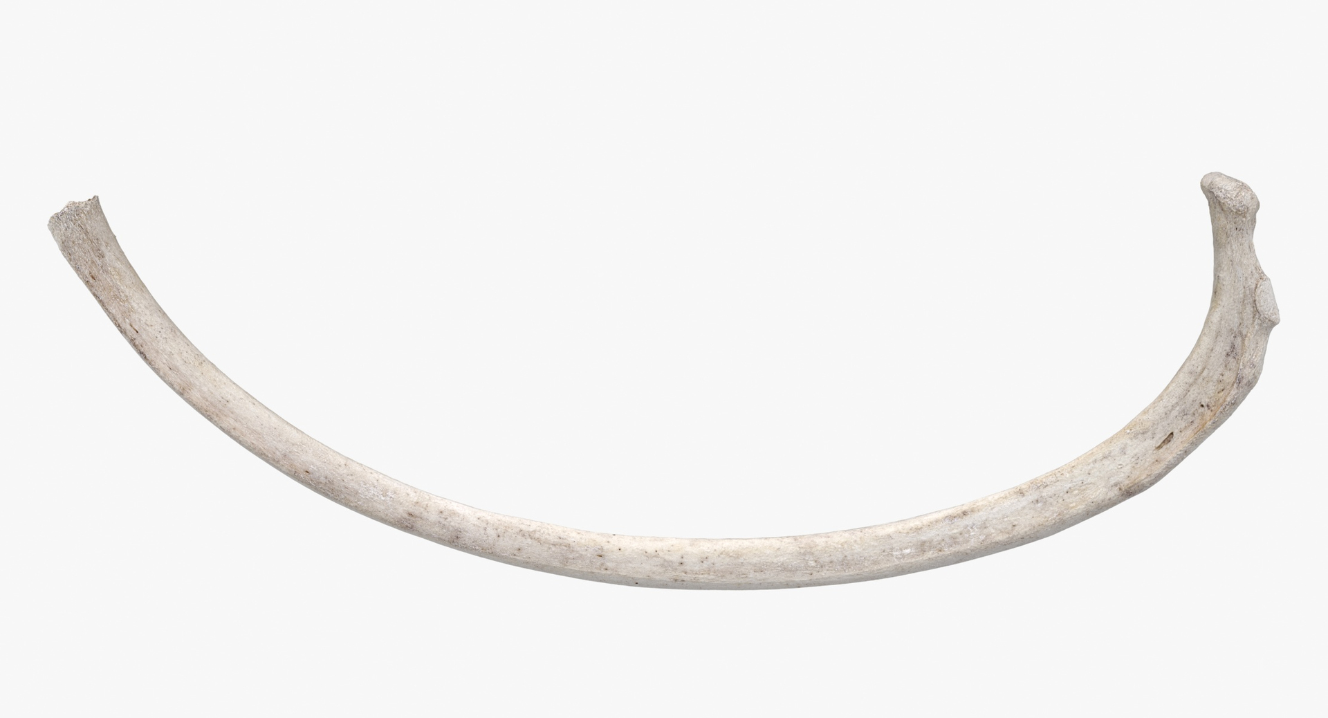 3D Bear Ursus Rib T6 Model - TurboSquid 2163643