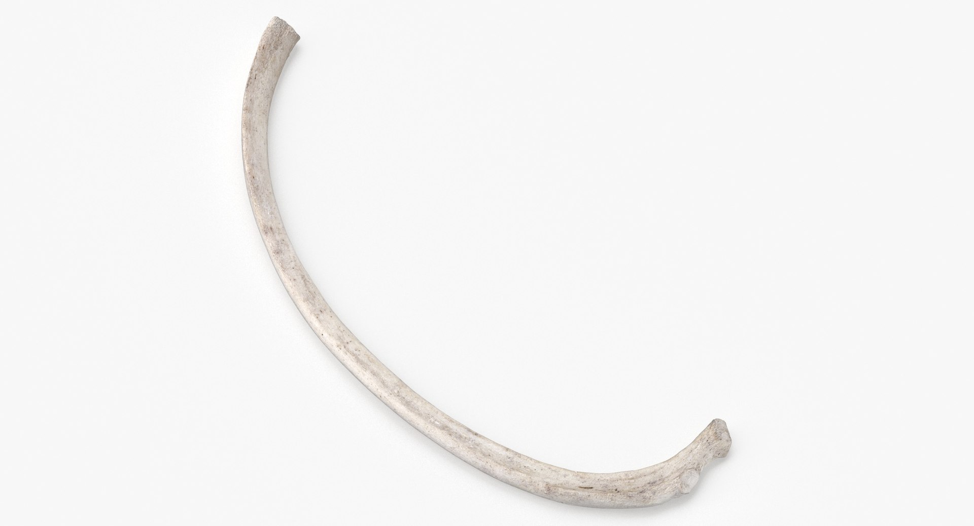 3D Bear Ursus Rib T6 Model - TurboSquid 2163643