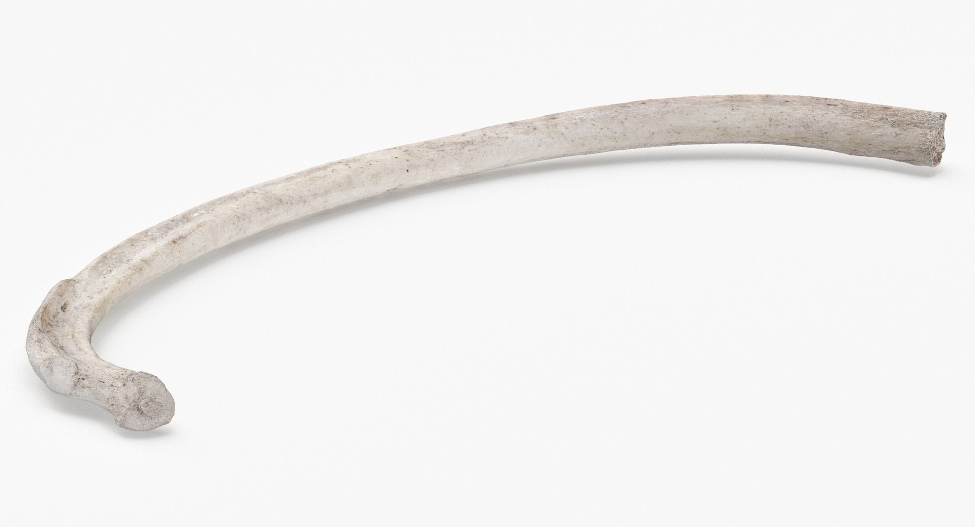 3D Bear Ursus Rib T6 Model - TurboSquid 2163643