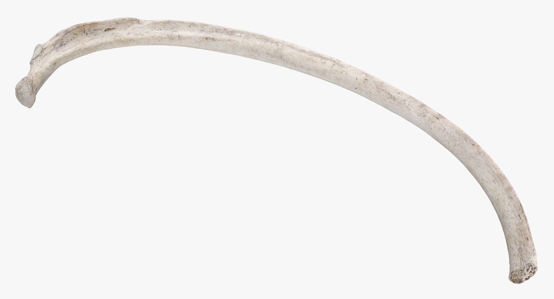 3D Bear Ursus Rib T6 Model - TurboSquid 2163643