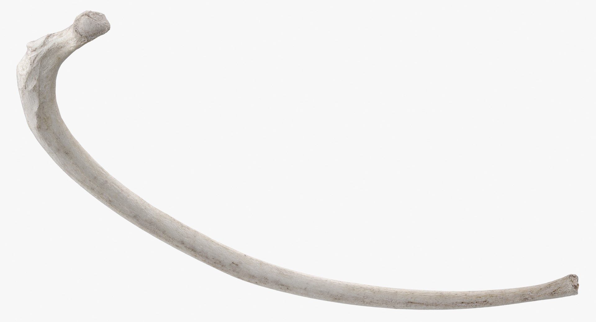 3D Bear Ursus Rib T6 Model - TurboSquid 2163643