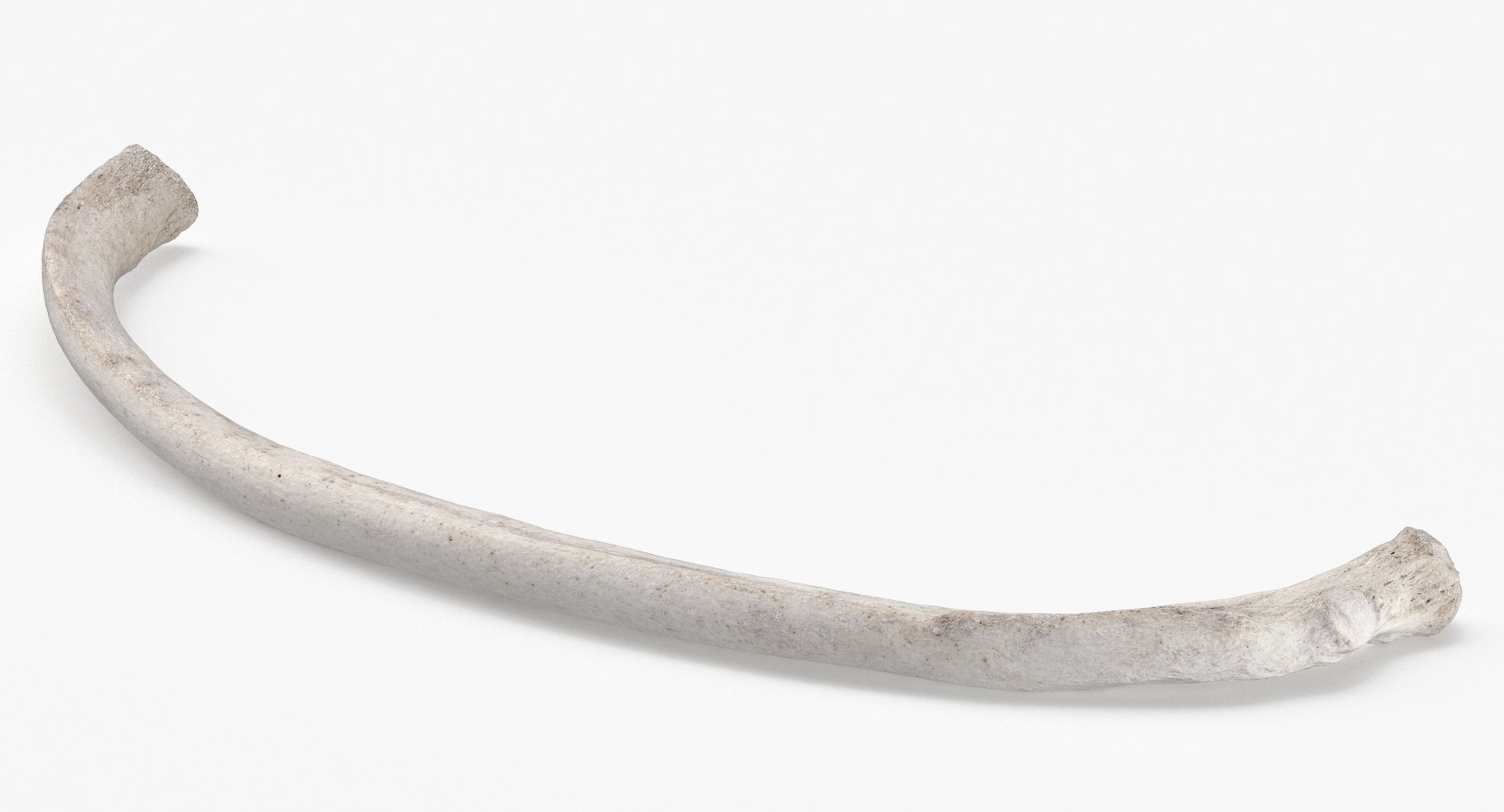 3D Bear Ursus Rib T6 Model - TurboSquid 2163643