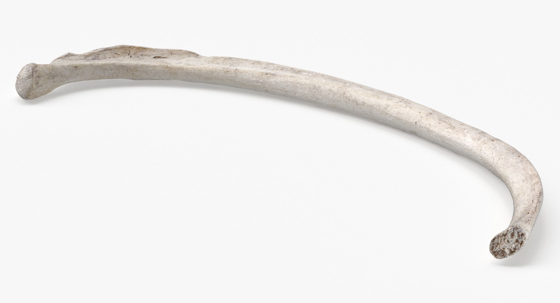 3D Bear Ursus Rib T6 Model - TurboSquid 2163643