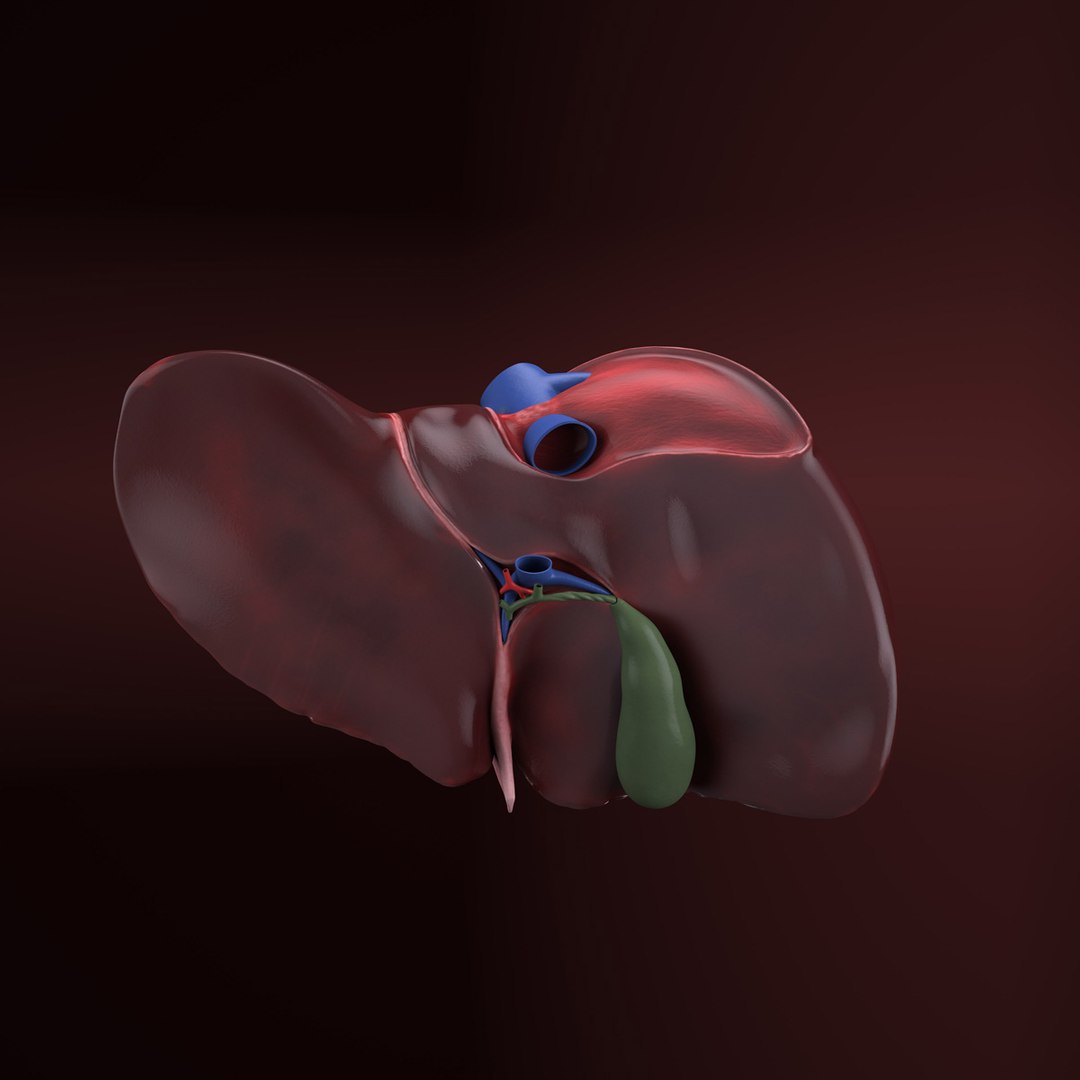 3ds Max Anatomical Human Liver