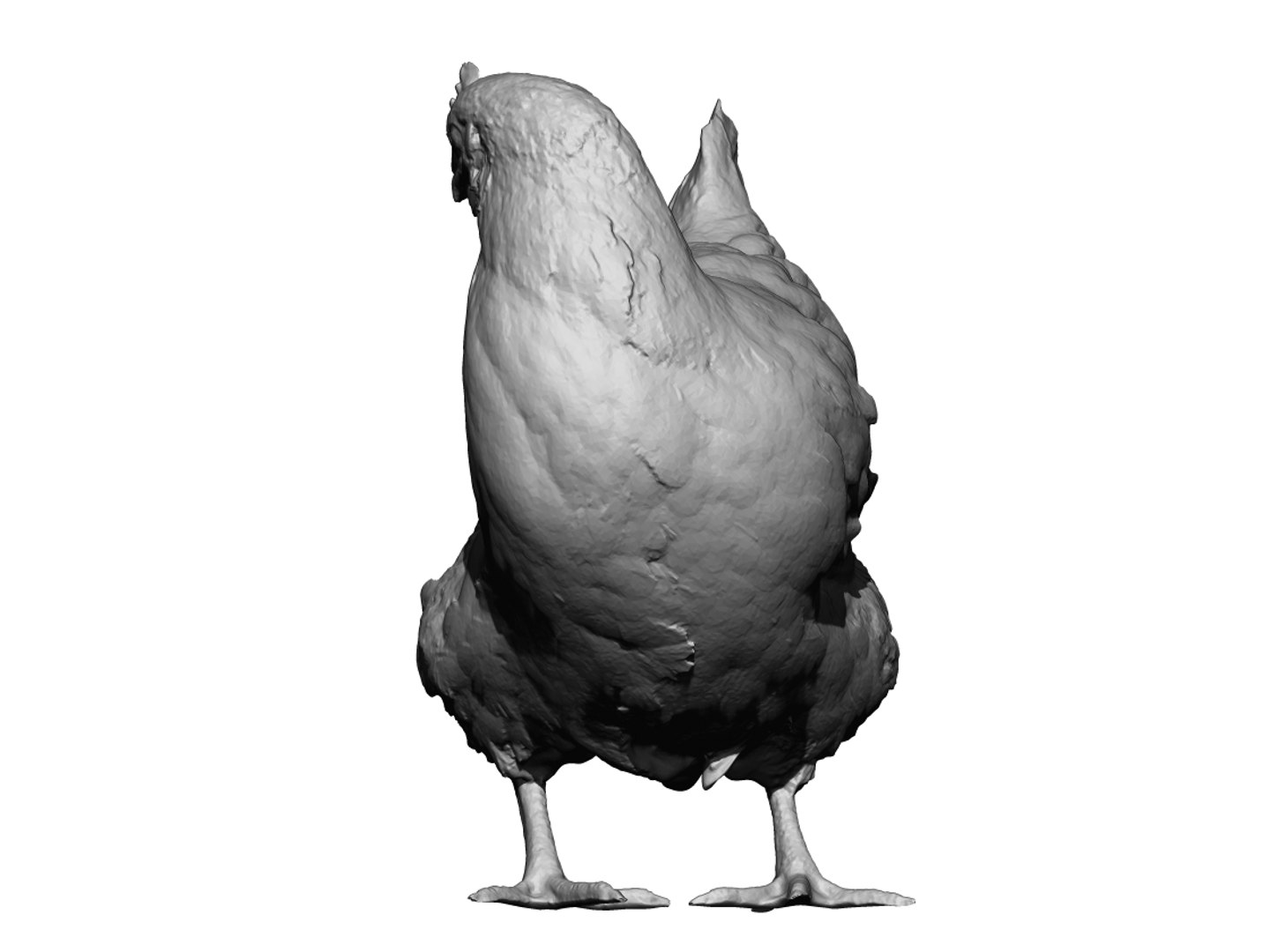 3D Real Chicken Scanned Model - TurboSquid 1387065