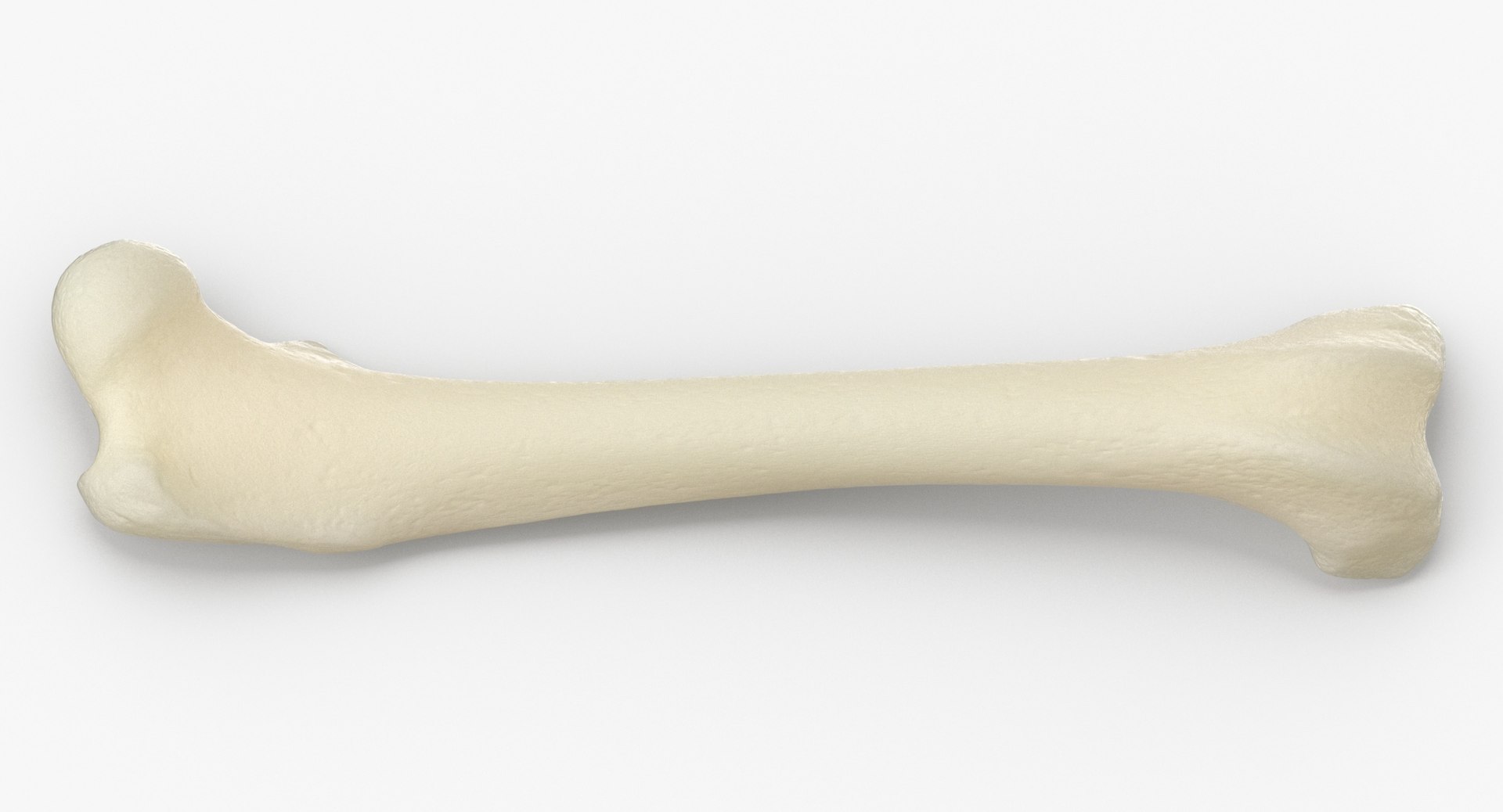 3D South American Coati Nasua - TurboSquid 1577824