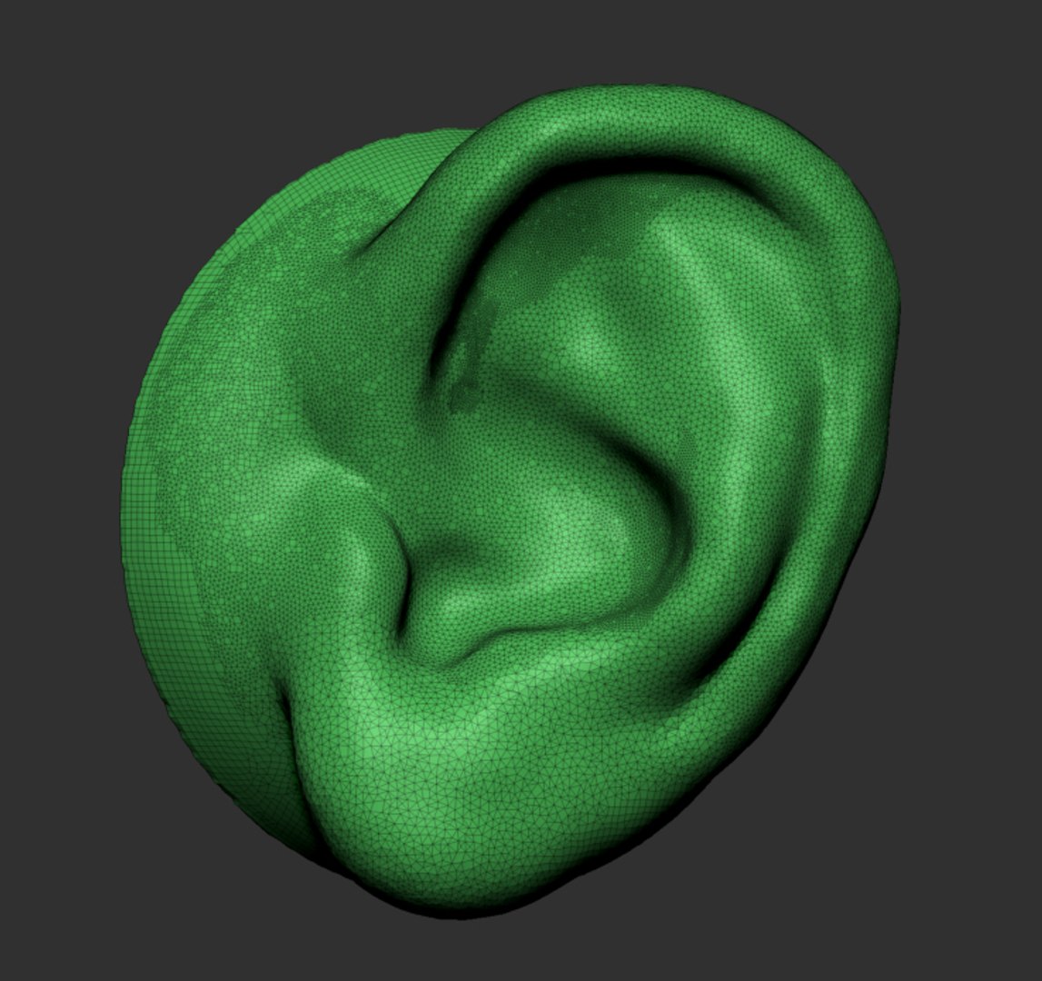 Ear ztl zbrush 3D - TurboSquid 1314252