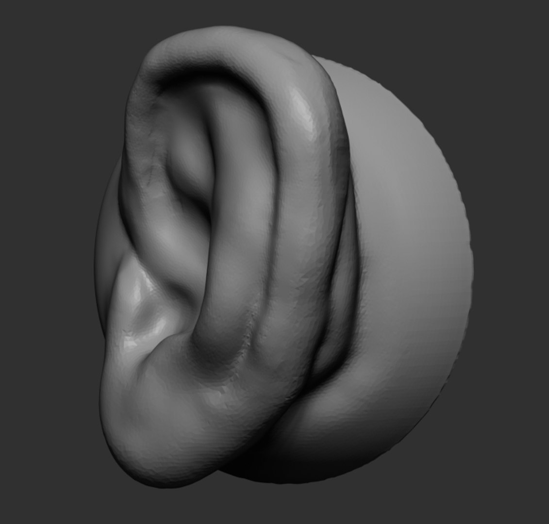 Ear ztl zbrush 3D - TurboSquid 1314252