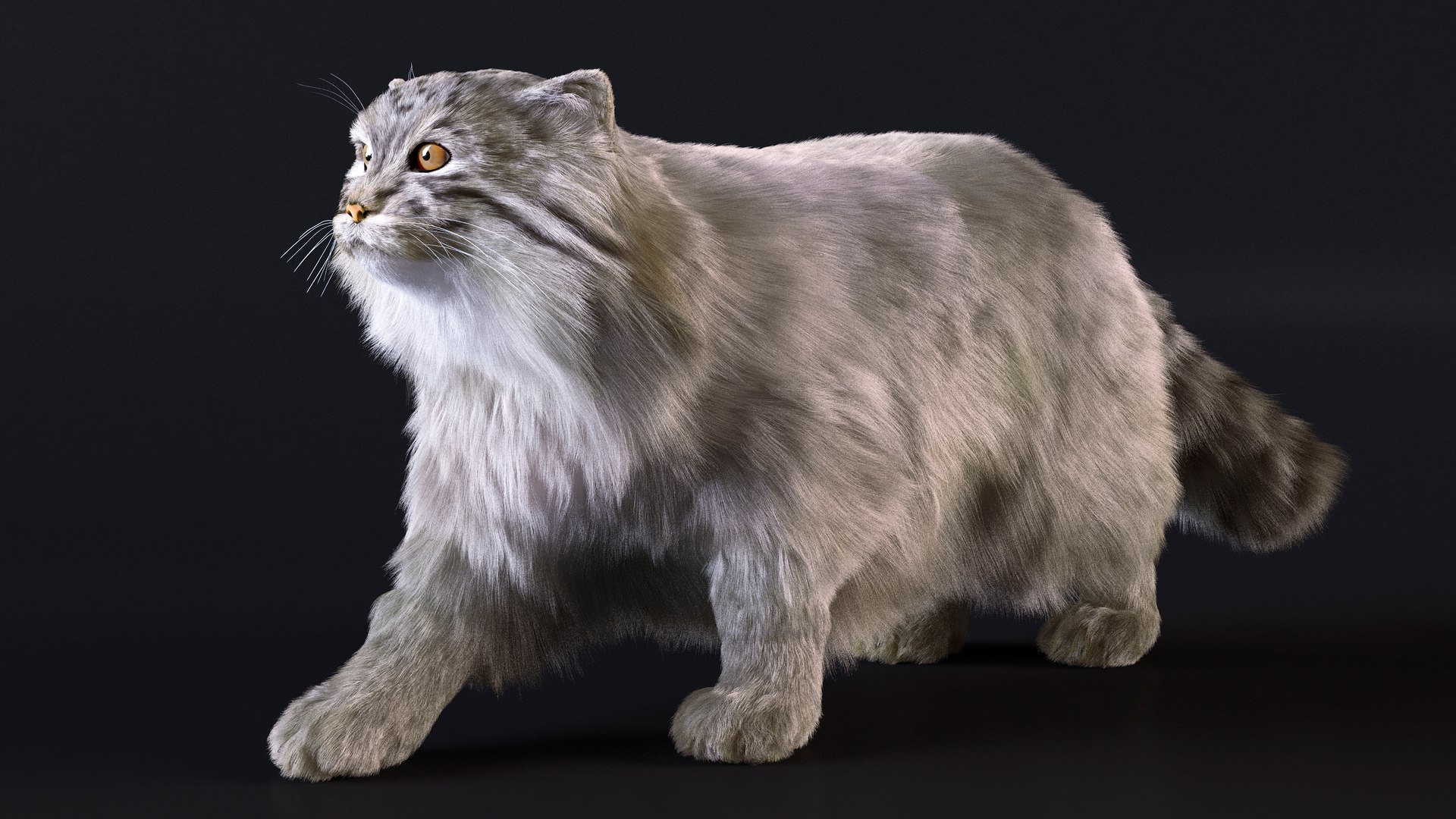 3D Pallas Cat Fur Rigged Model - TurboSquid 2193291
