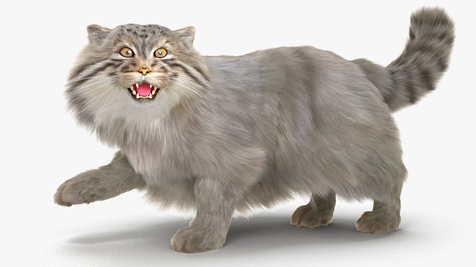 3D Pallas Cat Fur Rigged Model - TurboSquid 2193291