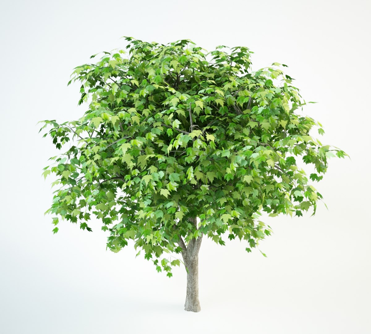 Red maple tree 3D model - TurboSquid 1396189
