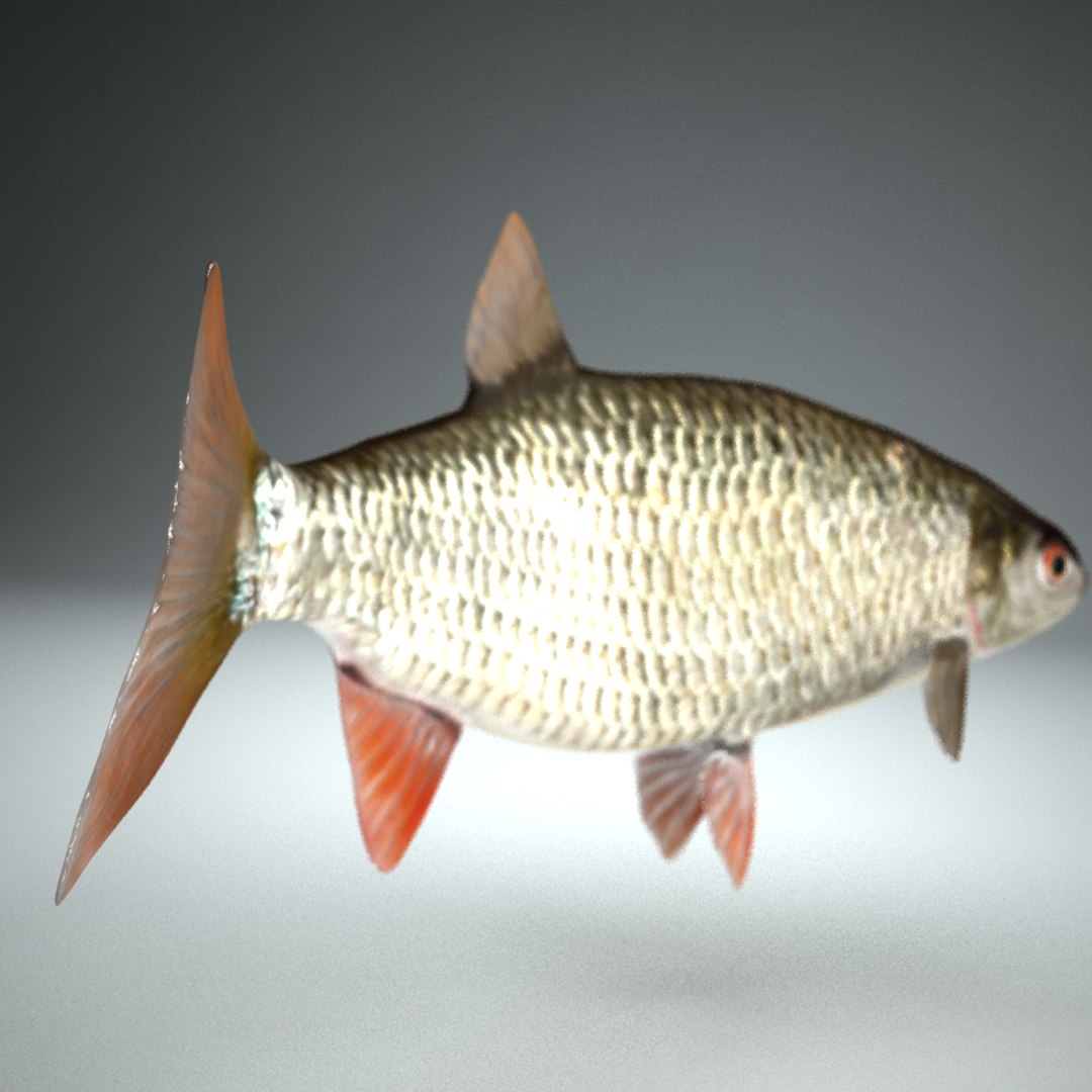 3d Fish Roach Model