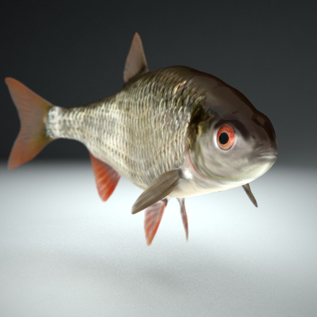 3d Fish Roach Model
