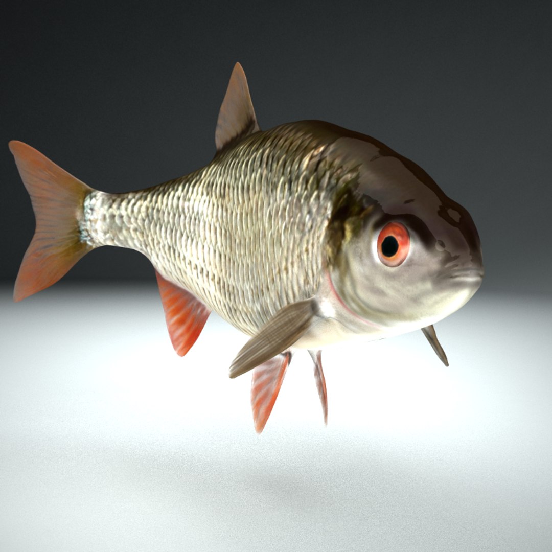 3d Fish Roach Model