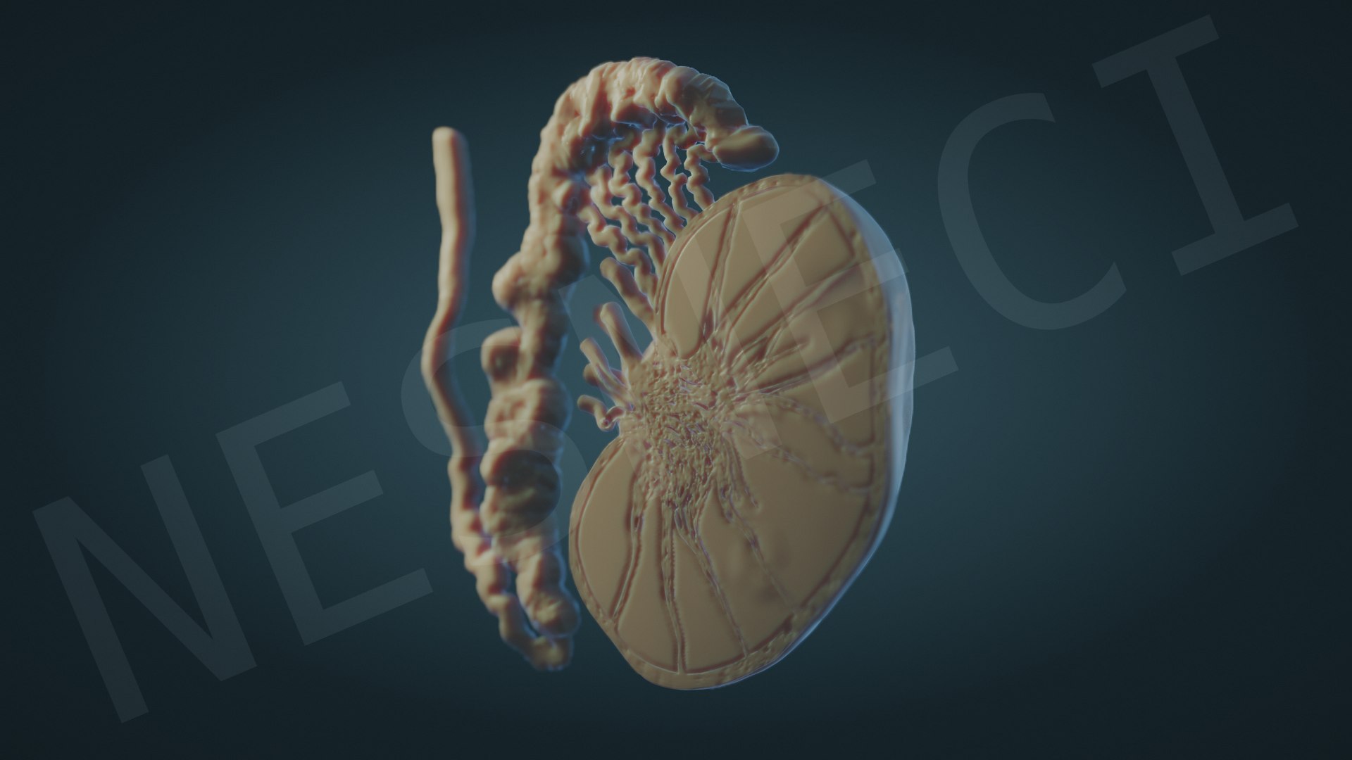 Section Testis Epididymis Ready 3D Model - TurboSquid 1510617
