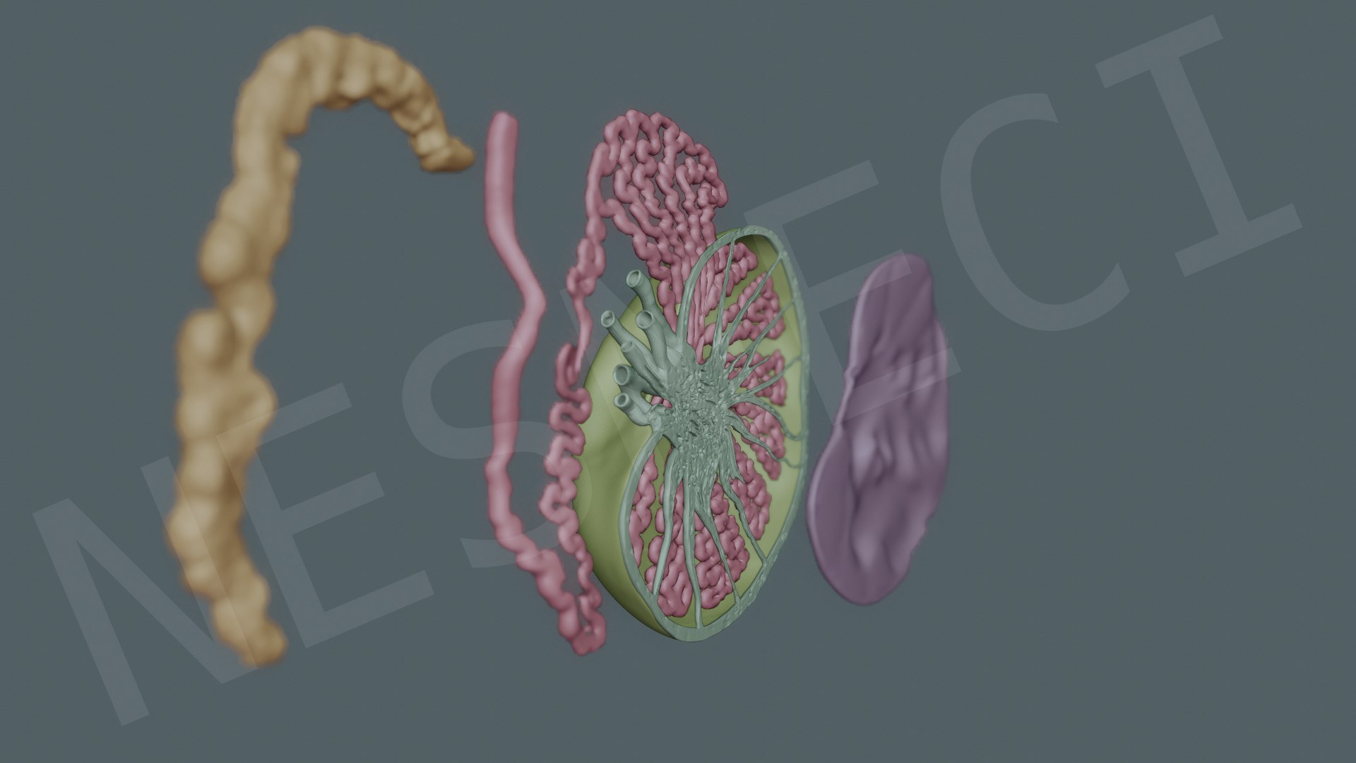 Section Testis Epididymis Ready 3D Model - TurboSquid 1510617