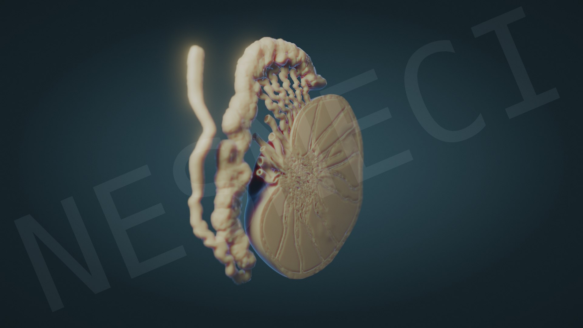 Section Testis Epididymis Ready 3D Model - TurboSquid 1510617