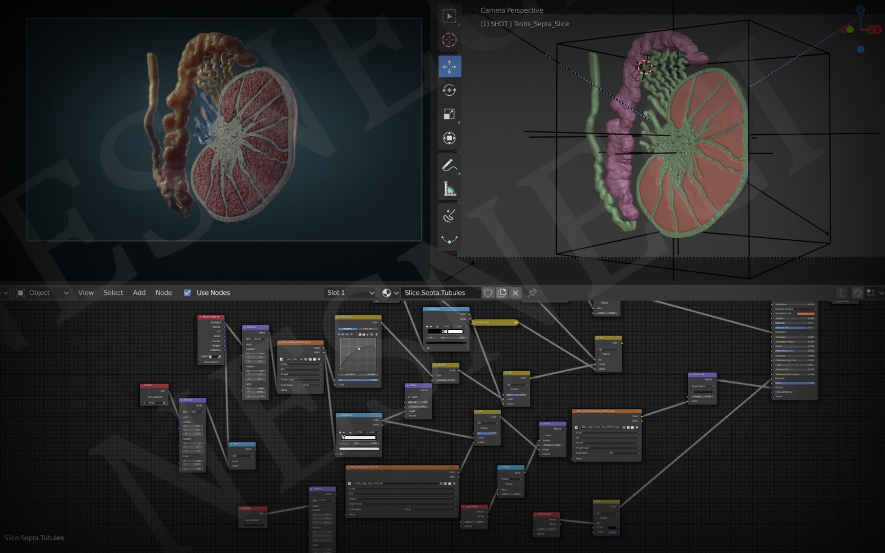 Section Testis Epididymis Ready 3D Model - TurboSquid 1510617