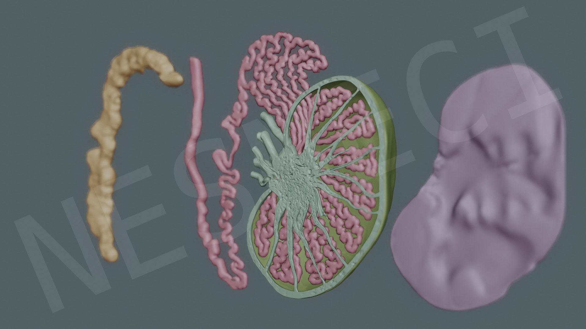 Section Testis Epididymis Ready 3D Model - TurboSquid 1510617