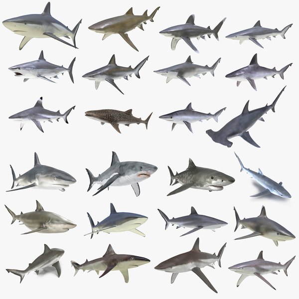 Mako Shark 3D Models for Download | TurboSquid