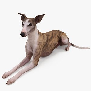 Dog whippet 3D model - TurboSquid 1322093