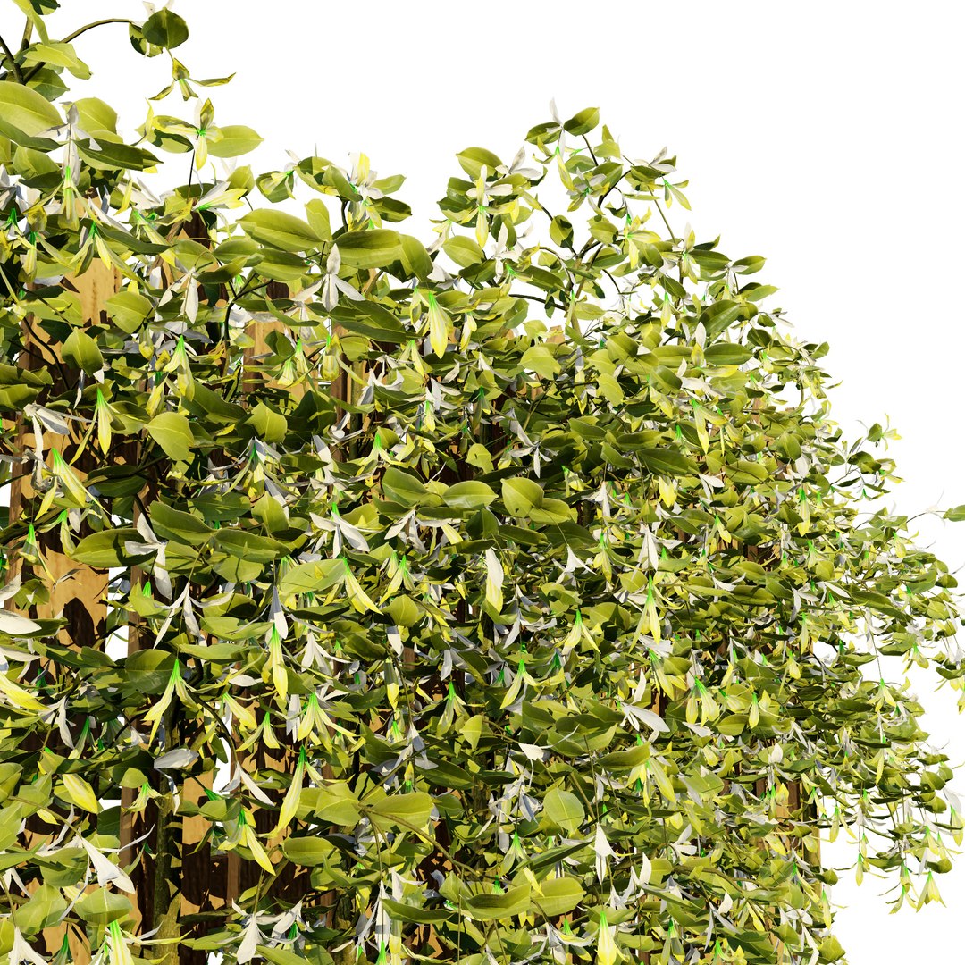 3D Realistic Honeysuckle Climbers - TurboSquid 2199281