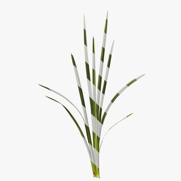 Anydrafts Acorus gramineus Atlas 03 텍스처 3D 모델 - TurboSquid 2351802