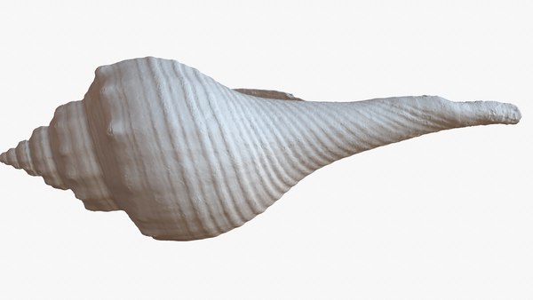 sea shell 3d model