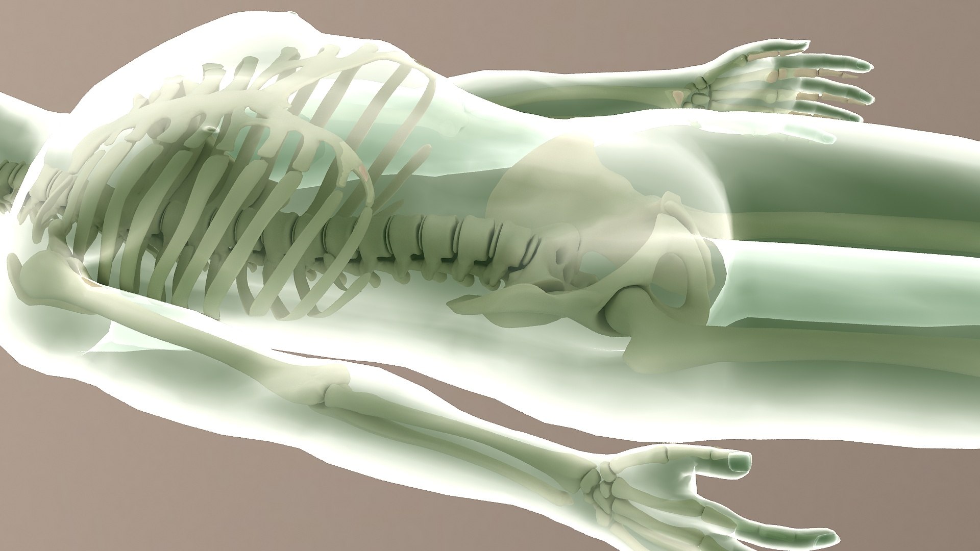 3D Human Body Dissection X-ray Human Body Bone - TurboSquid 2142209
