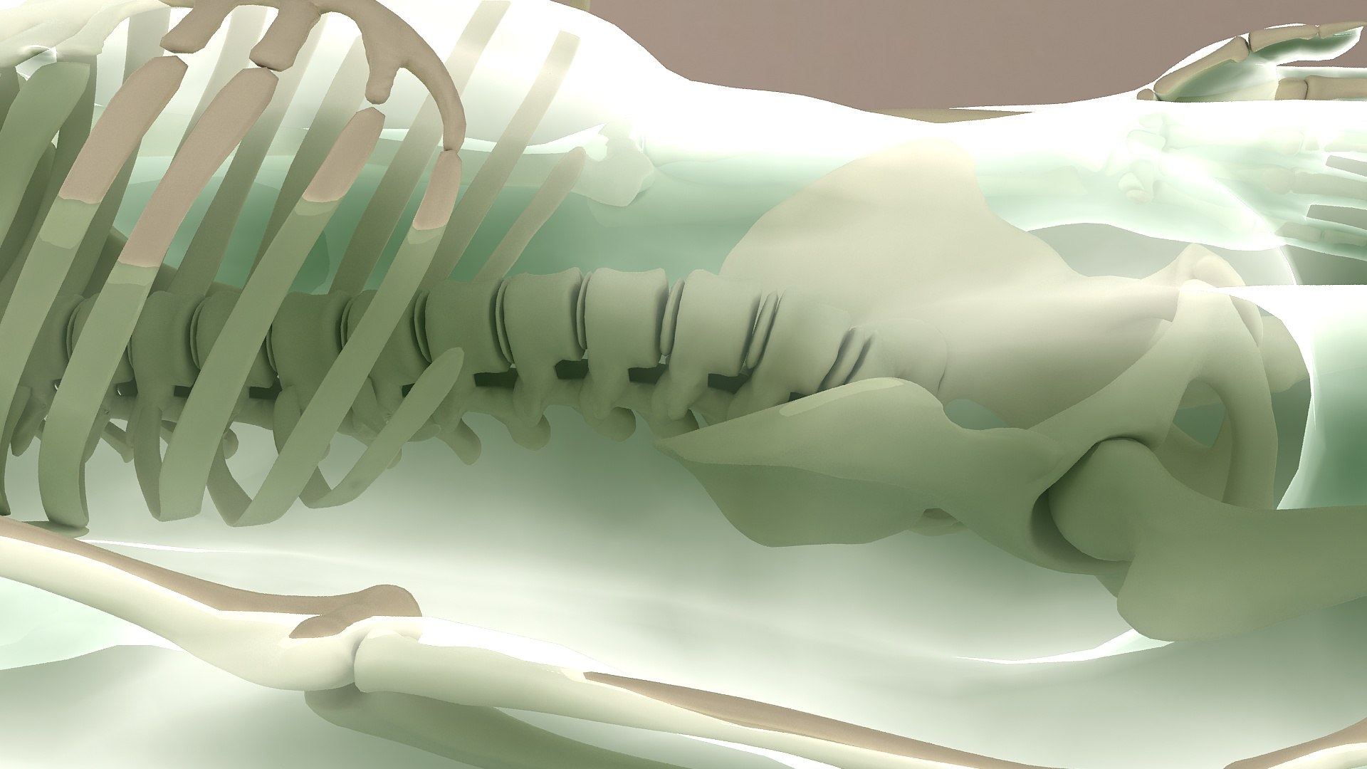 3D Human Body Dissection X-ray Human Body Bone - TurboSquid 2142209