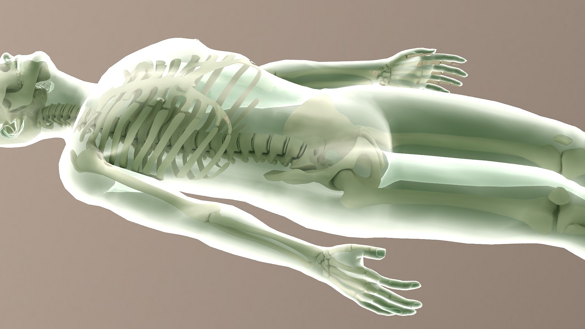 3D Human Body Dissection X-ray Human Body Bone - TurboSquid 2142209