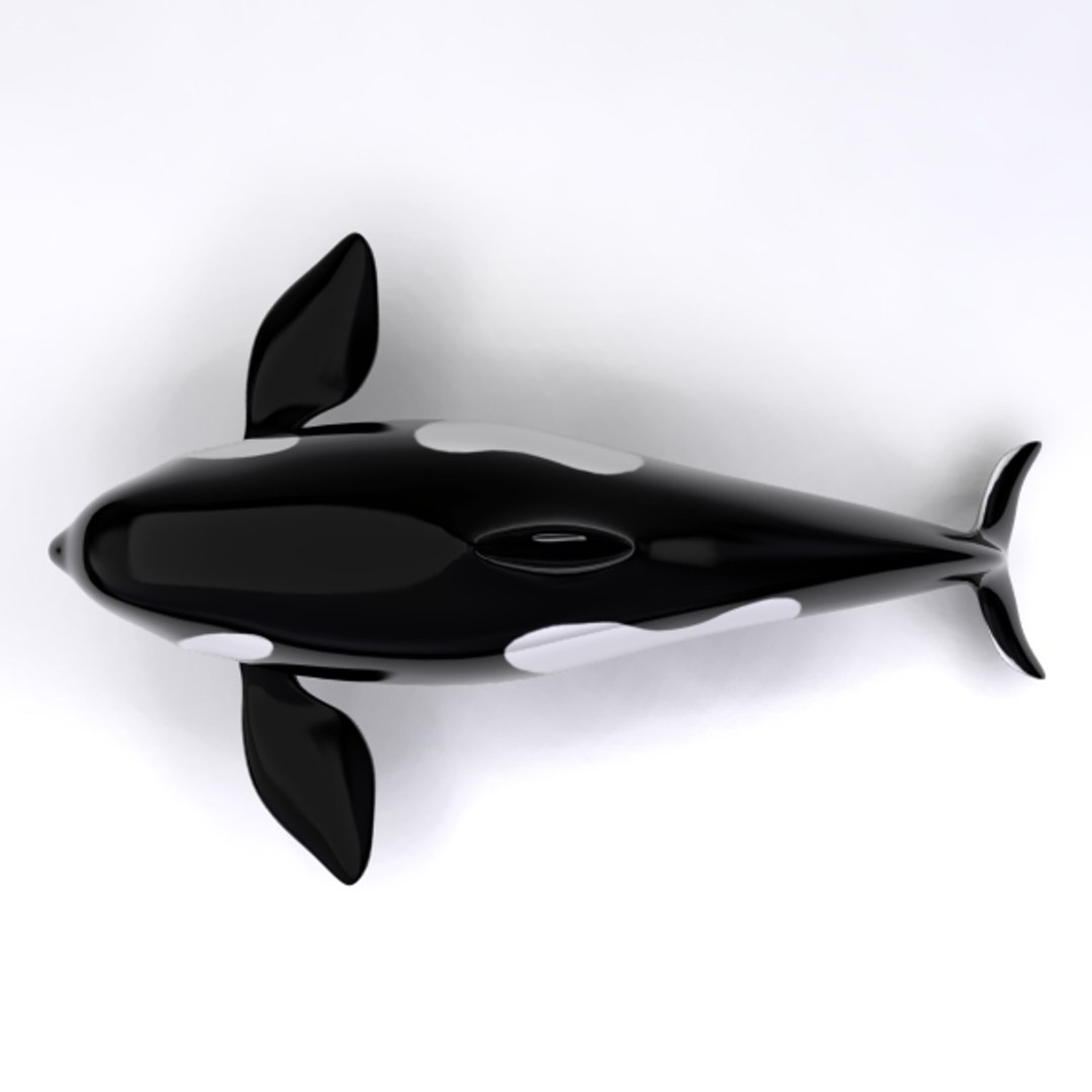 3d Orca Whale Model