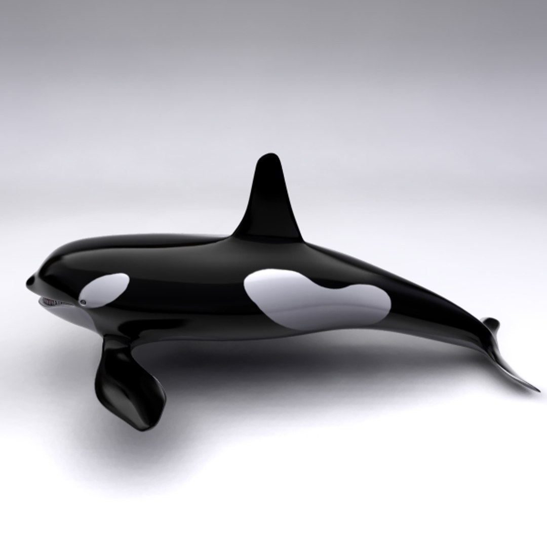 3d Orca Whale Model