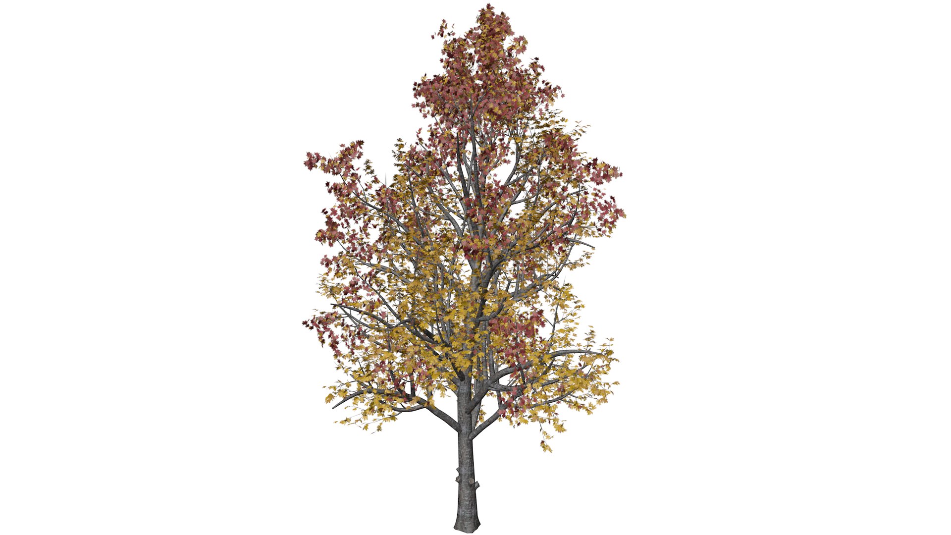 3D Mountain Maple Trees In Fall Collection - TurboSquid 2379041