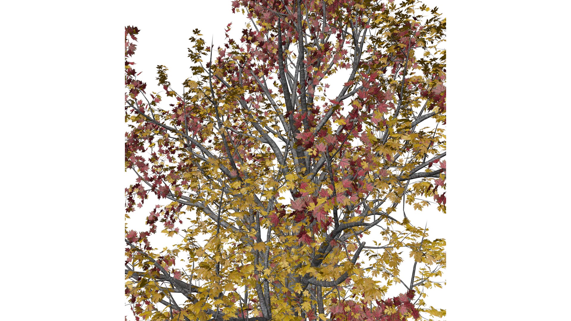 3D Model Mountain Maple Tree In Fall - 07 - - TurboSquid 2377569