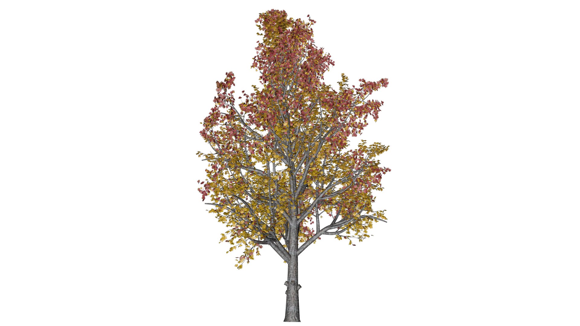 3D Model Mountain Maple Tree In Fall - 07 - - TurboSquid 2377569