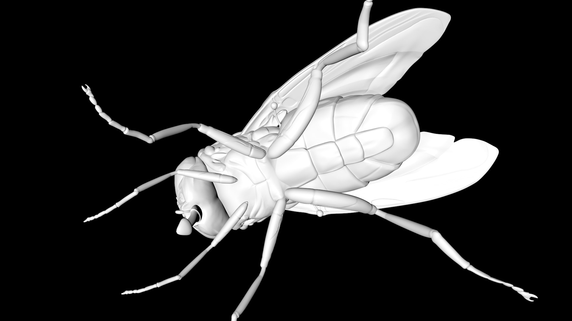 Fly Bug Insect 3D Model - TurboSquid 1689100