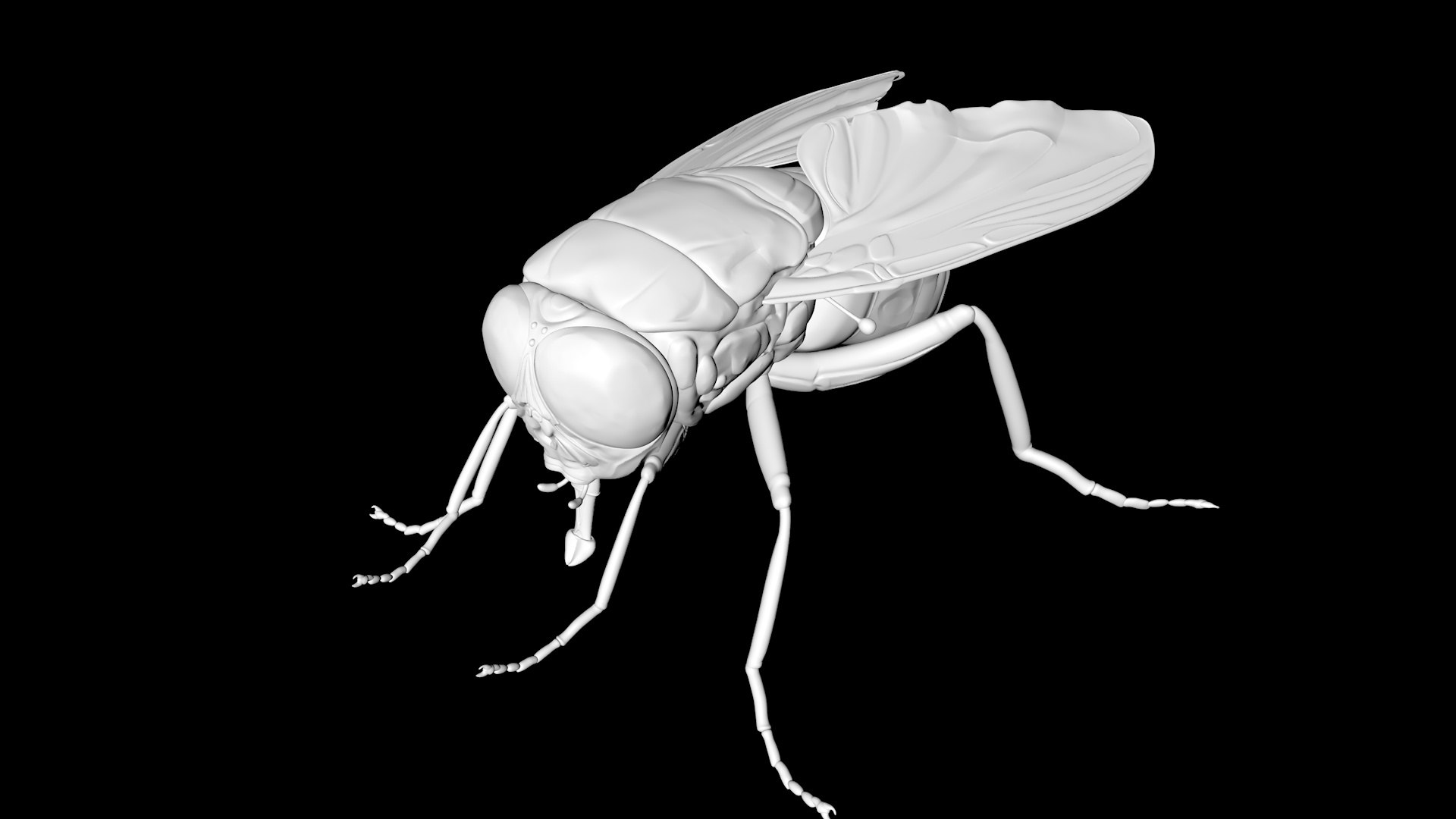Fly Bug Insect 3D Model - TurboSquid 1689100