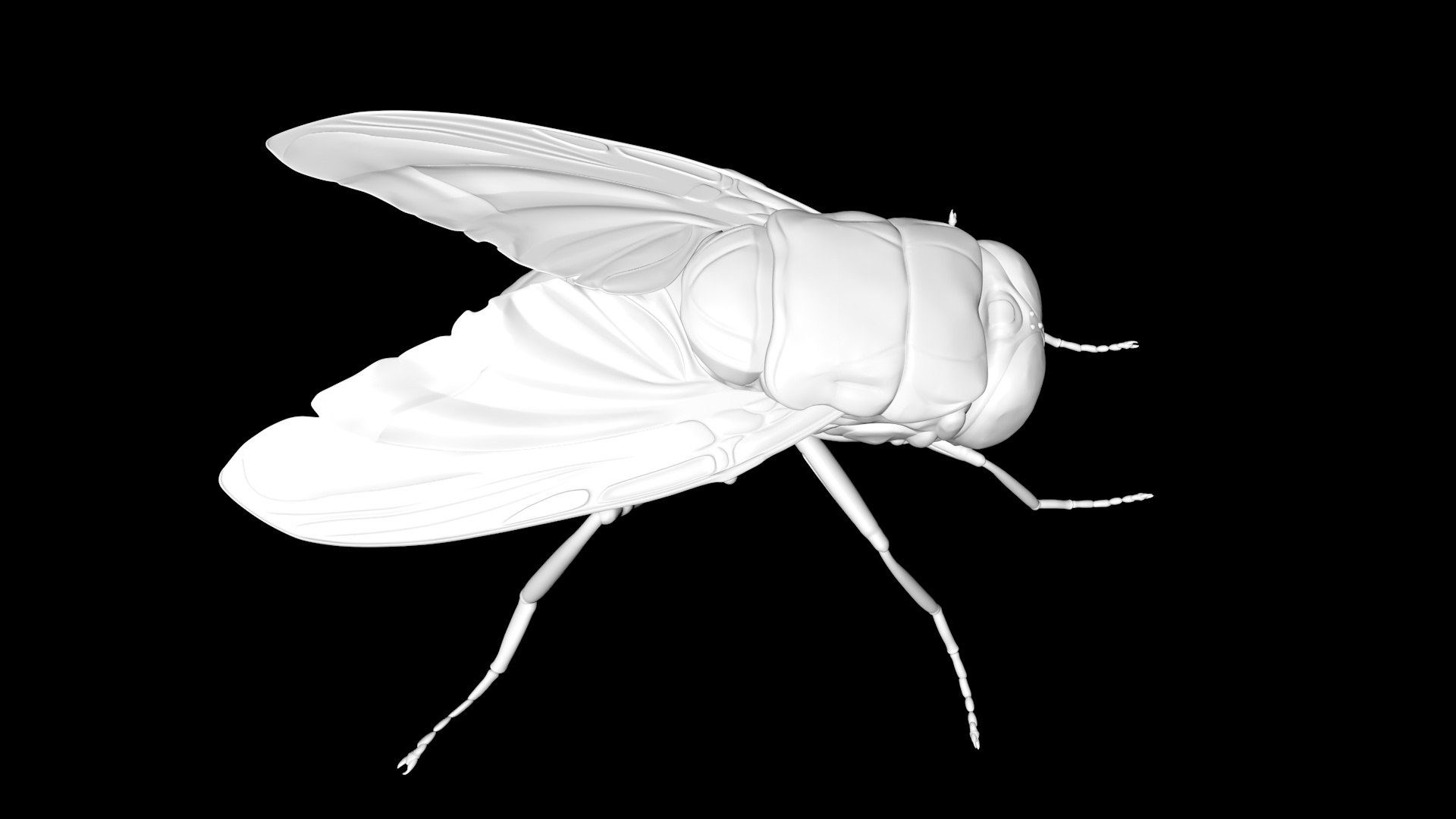 Fly Bug Insect 3D Model - TurboSquid 1689100