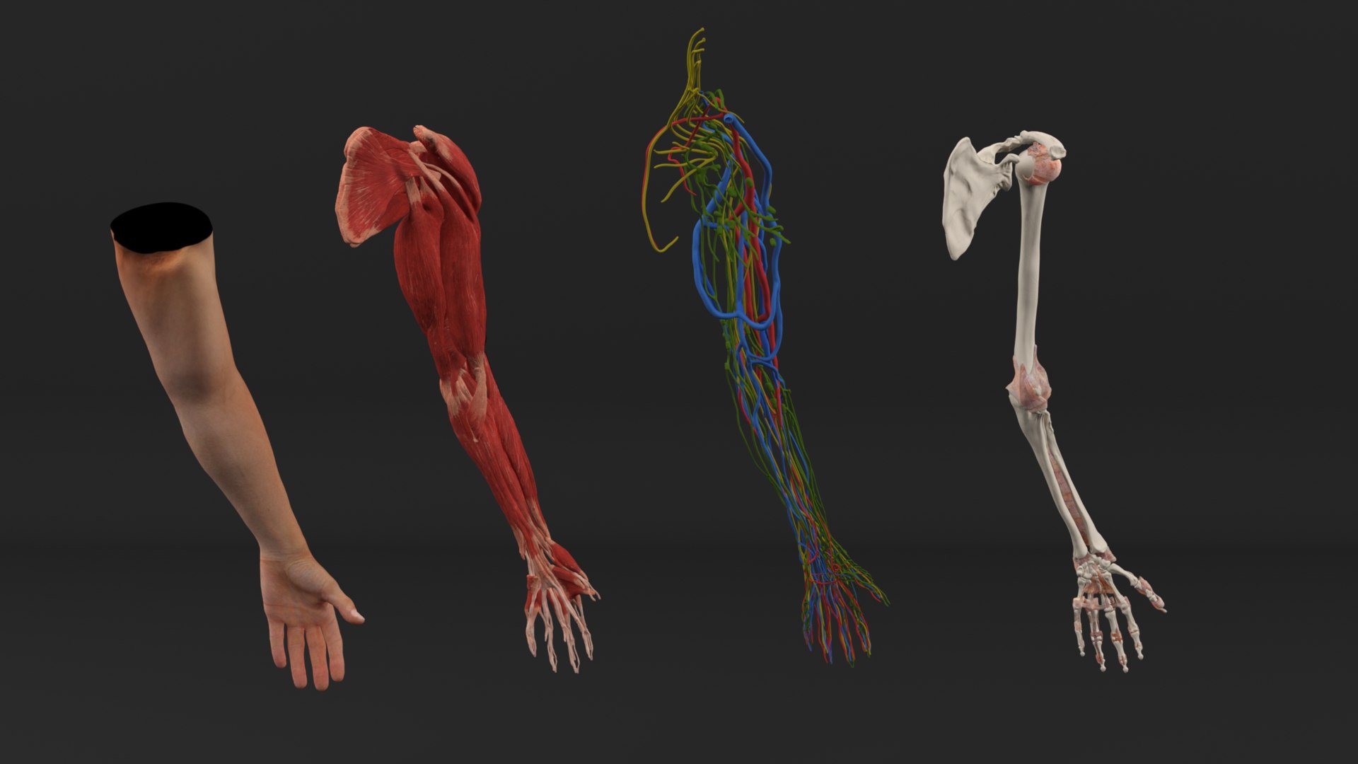 Arm Realistic Male Anatomy 3D - TurboSquid 2169040