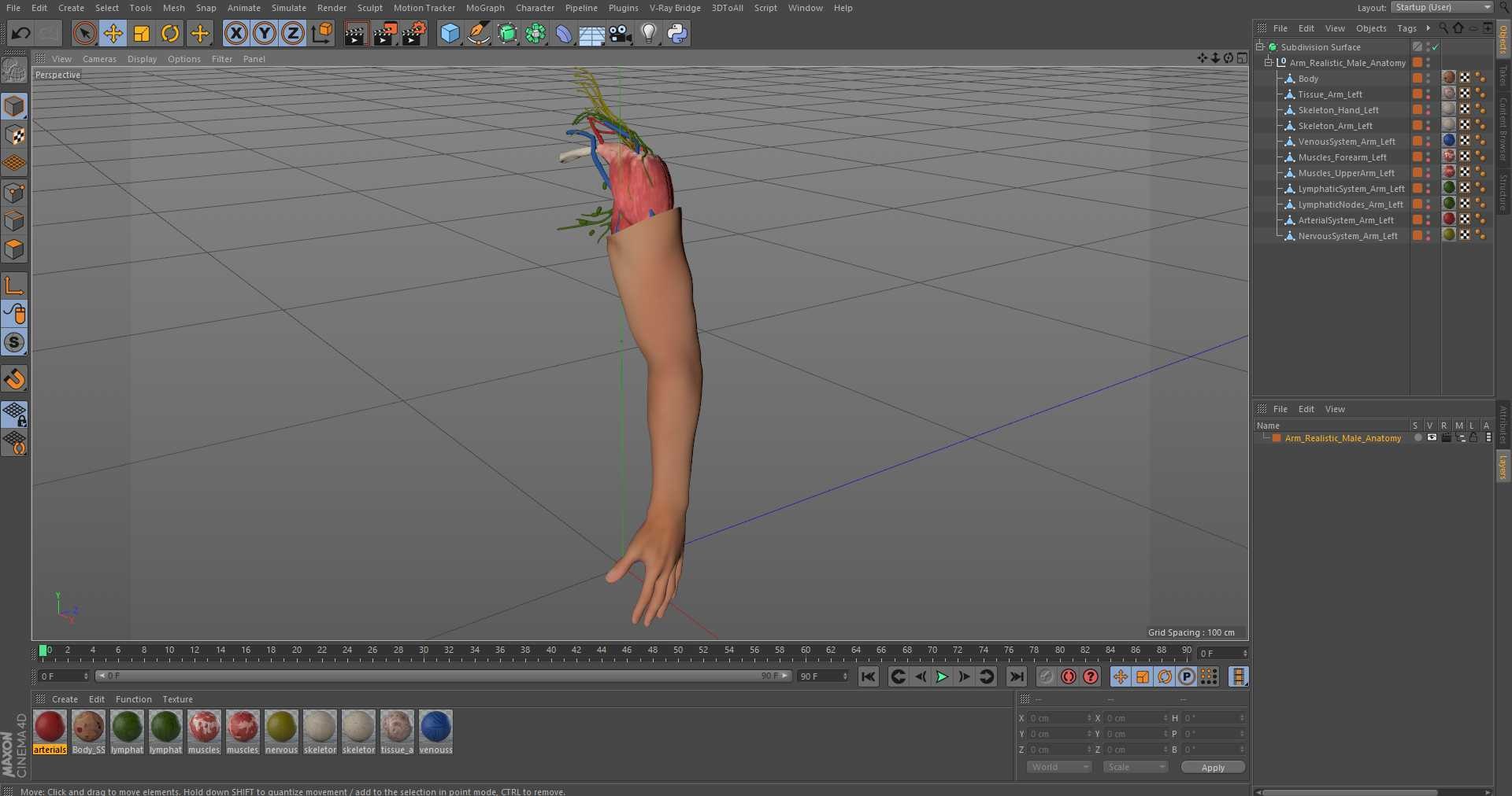 Arm Realistic Male Anatomy 3D - TurboSquid 2169040
