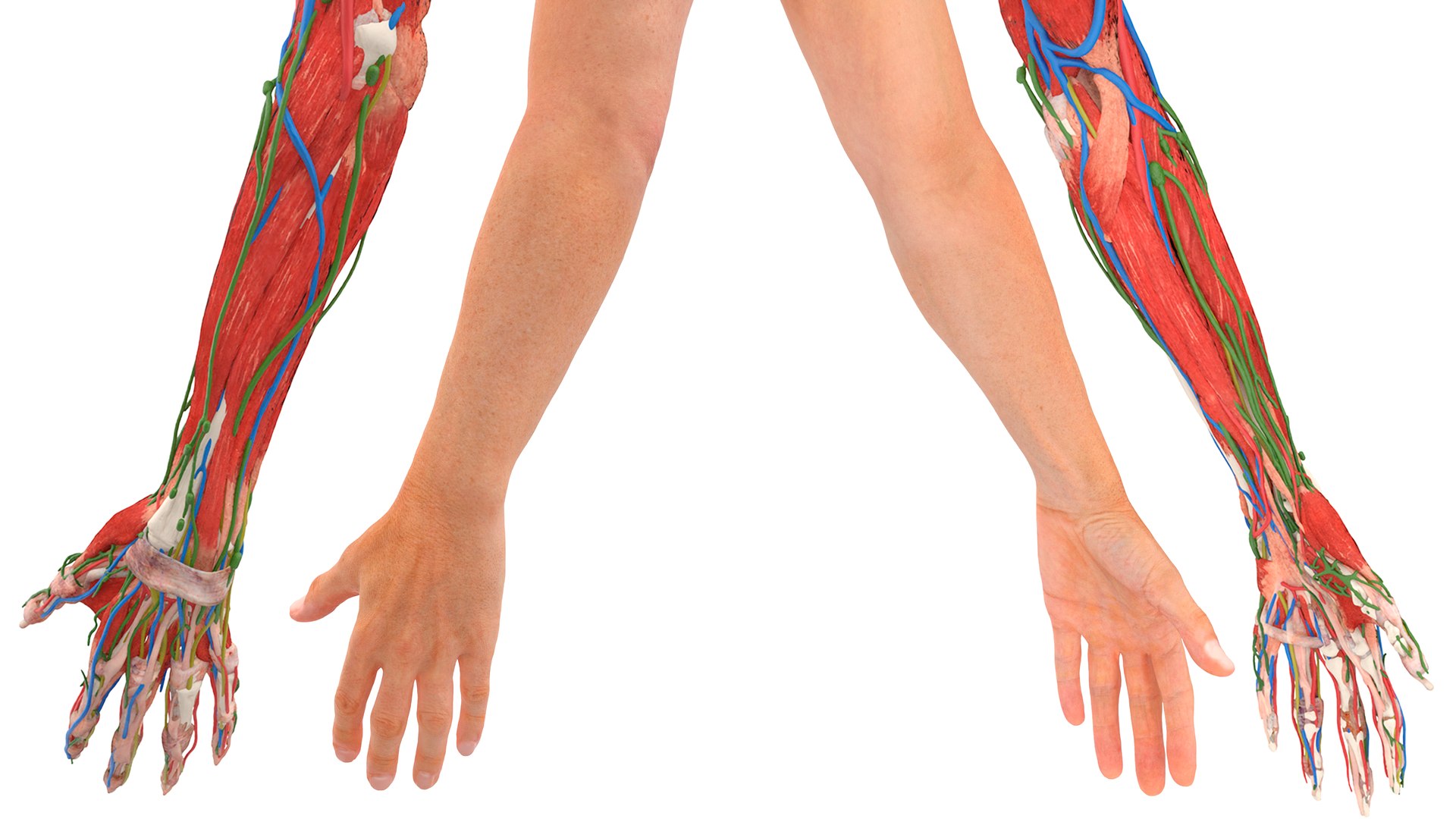 Arm Realistic Male Anatomy 3D - TurboSquid 2169040