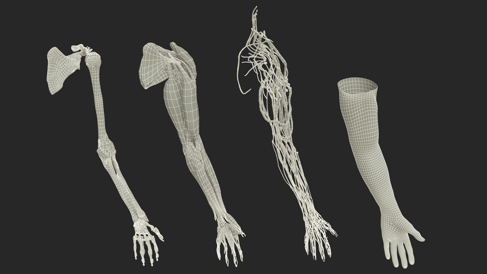 Arm Realistic Male Anatomy 3D - TurboSquid 2169040