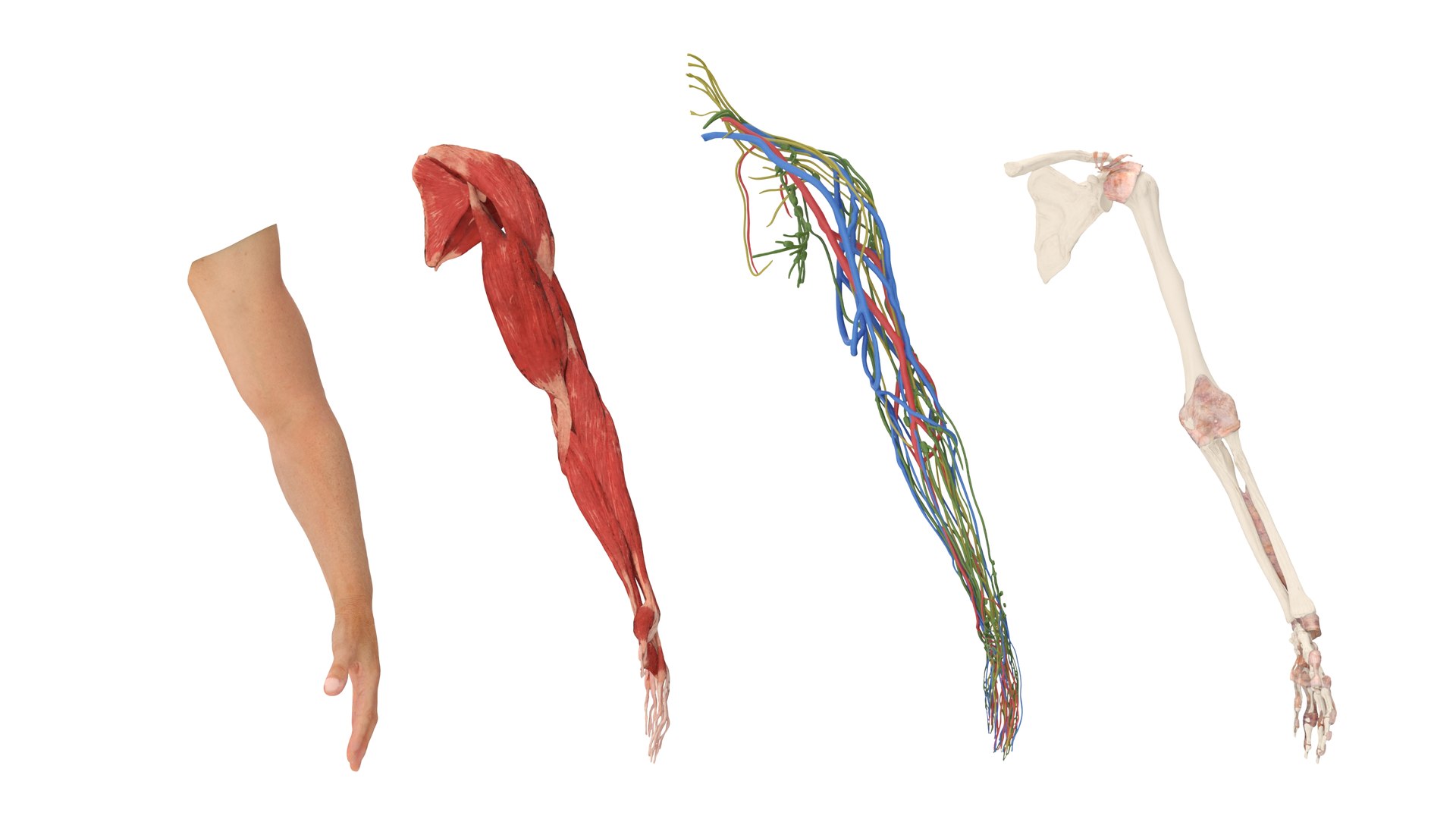 Arm Realistic Male Anatomy 3D - TurboSquid 2169040