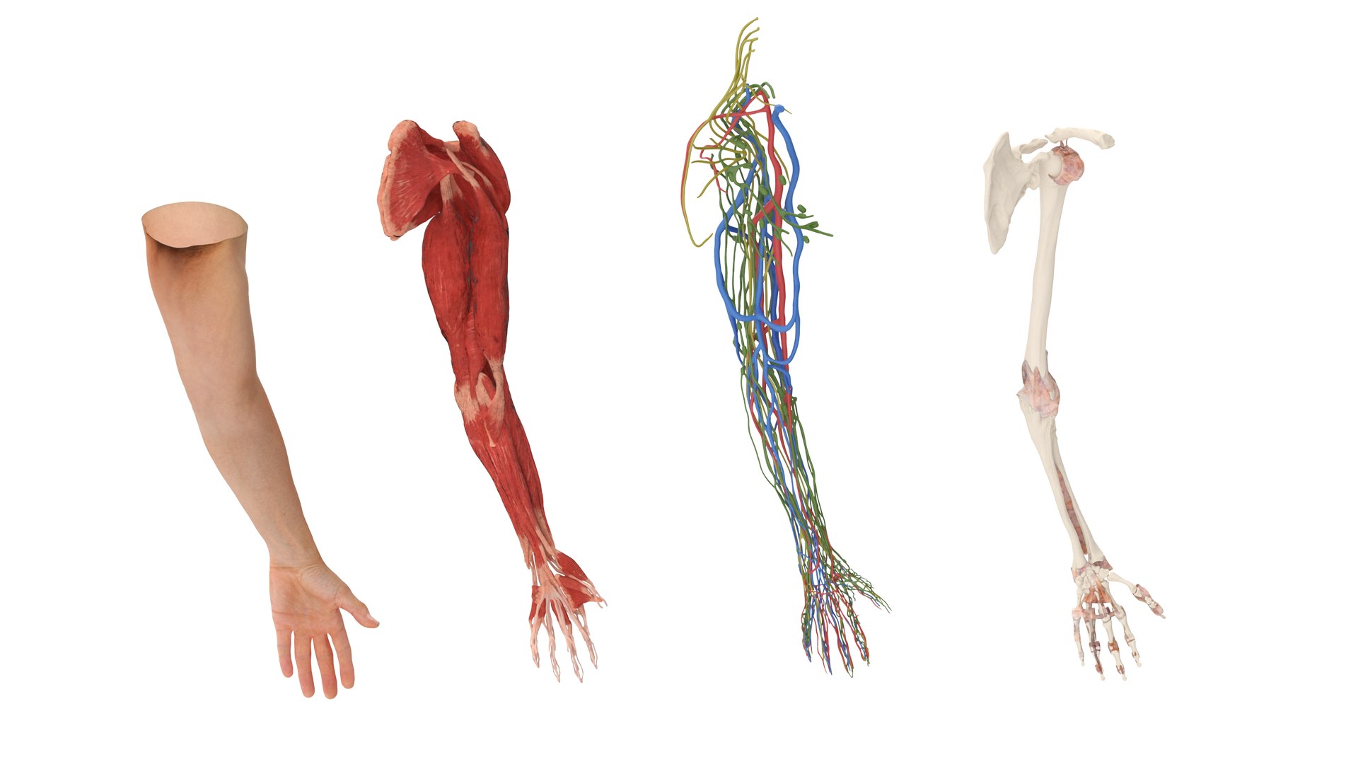 Arm Realistic Male Anatomy 3D - TurboSquid 2169040