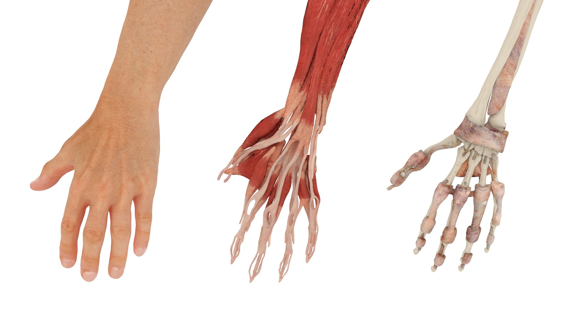 Arm Realistic Male Anatomy 3D - TurboSquid 2169040