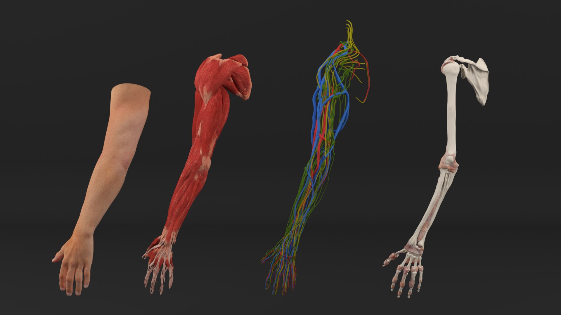 Arm Realistic Male Anatomy 3D - TurboSquid 2169040