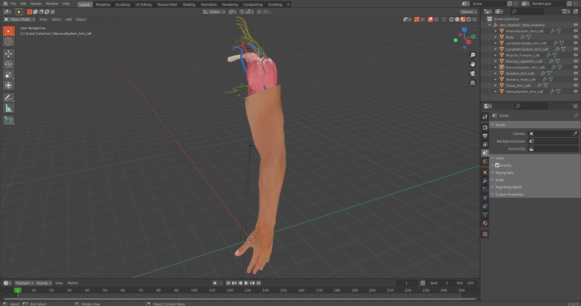 Arm Realistic Male Anatomy 3D - TurboSquid 2169040