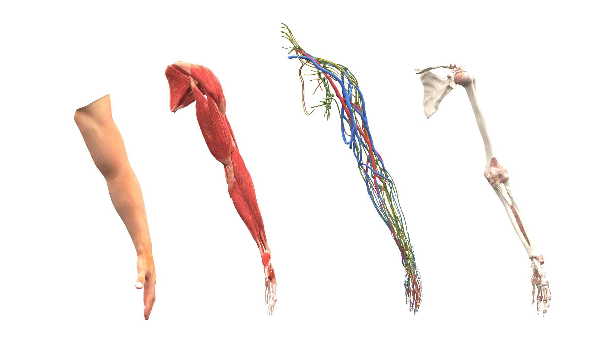 Arm Realistic Male Anatomy 3D - TurboSquid 2169040
